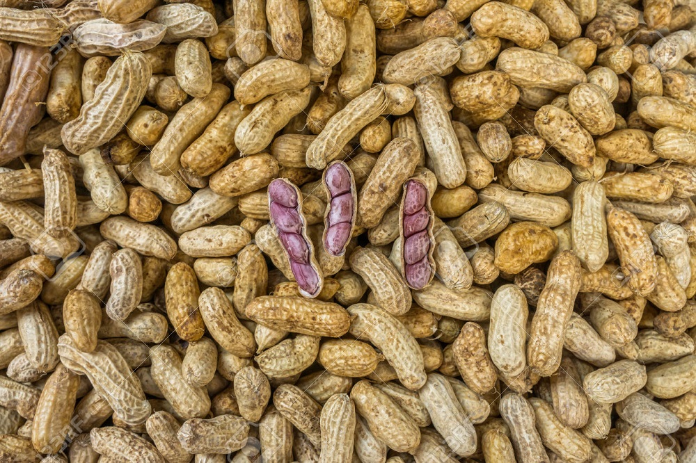 L'Arachide au Sénégal et au Nigeria : Etat des lieux